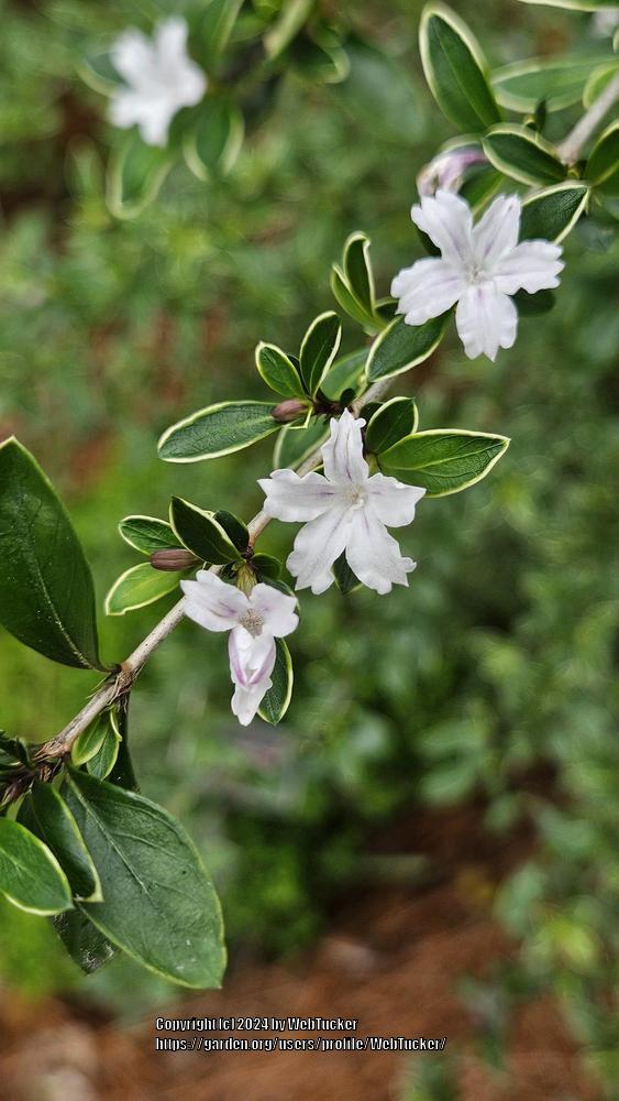Serissa japonica - Garden.org