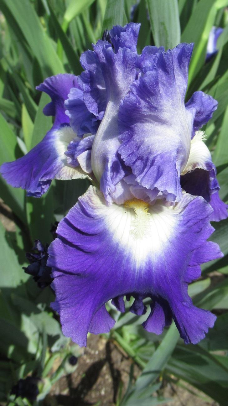 Photo of the bloom of Tall Bearded Iris (Iris 'Joy Returns') posted by ...