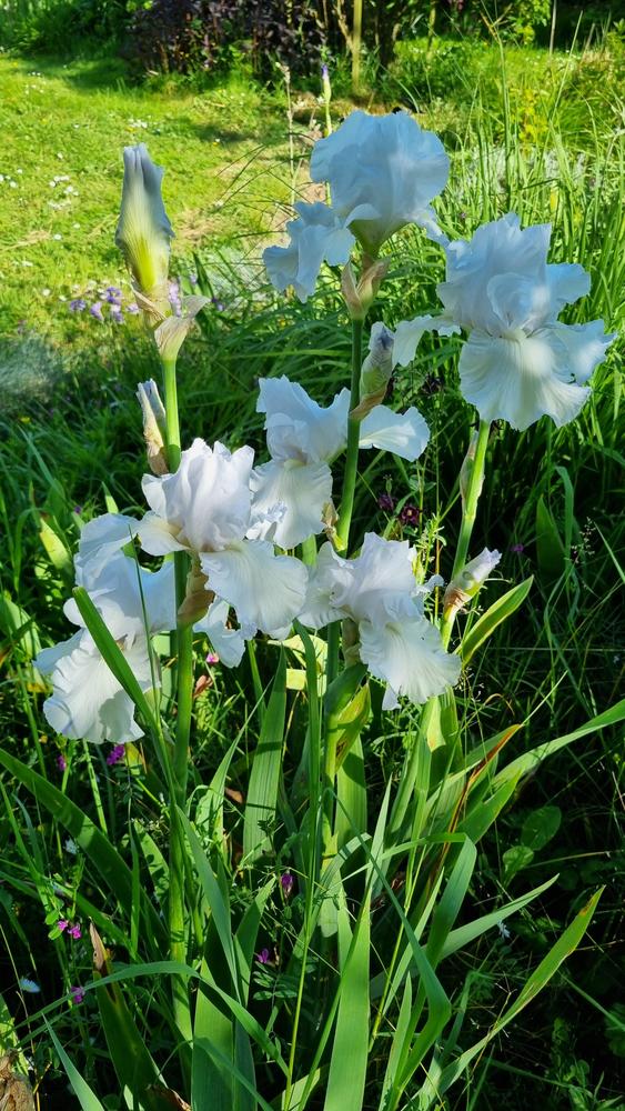 Tall Bearded Iris (Iris 'Frison-Roche') in the Irises Database - Garden.org
