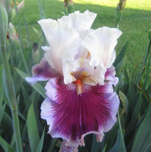 Iris blooms - Jack Frost visits in the Irises forum - Garden.org