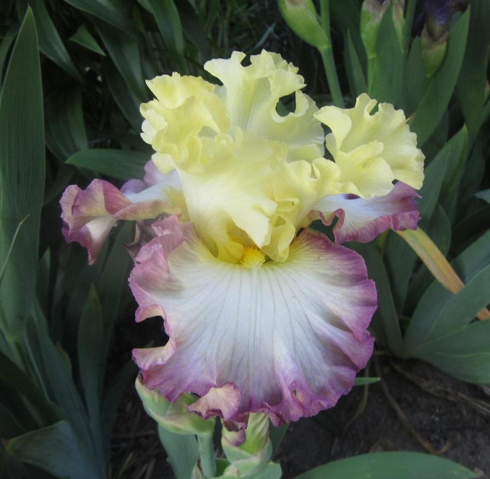 Border Bearded Iris (Iris 'Roseberry Ridge') in the Irises Database ...
