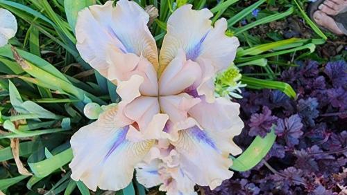 Please share your most unique iris bloom. in the Irises forum - Garden.org