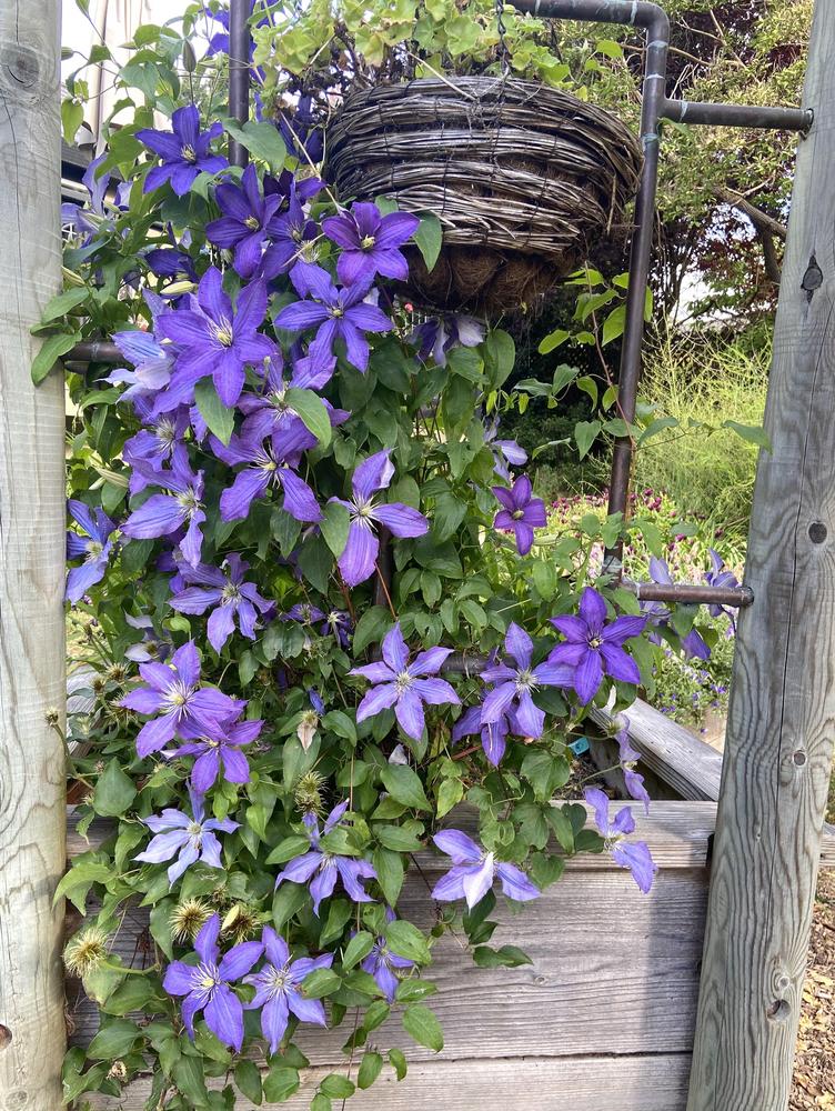 Photo of the entire plant of Clematis 'Rhapsody' posted by Calif_Sue ...