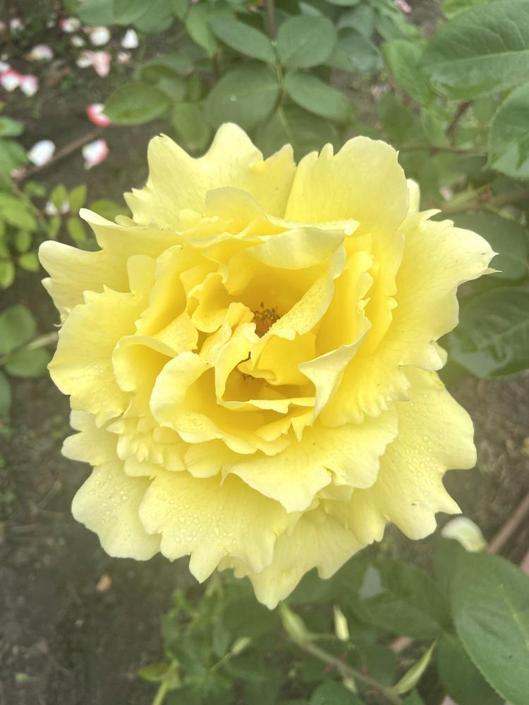 Photo of the bloom of Rose (Rosa 'Sunbright') posted by Calif_Sue ...