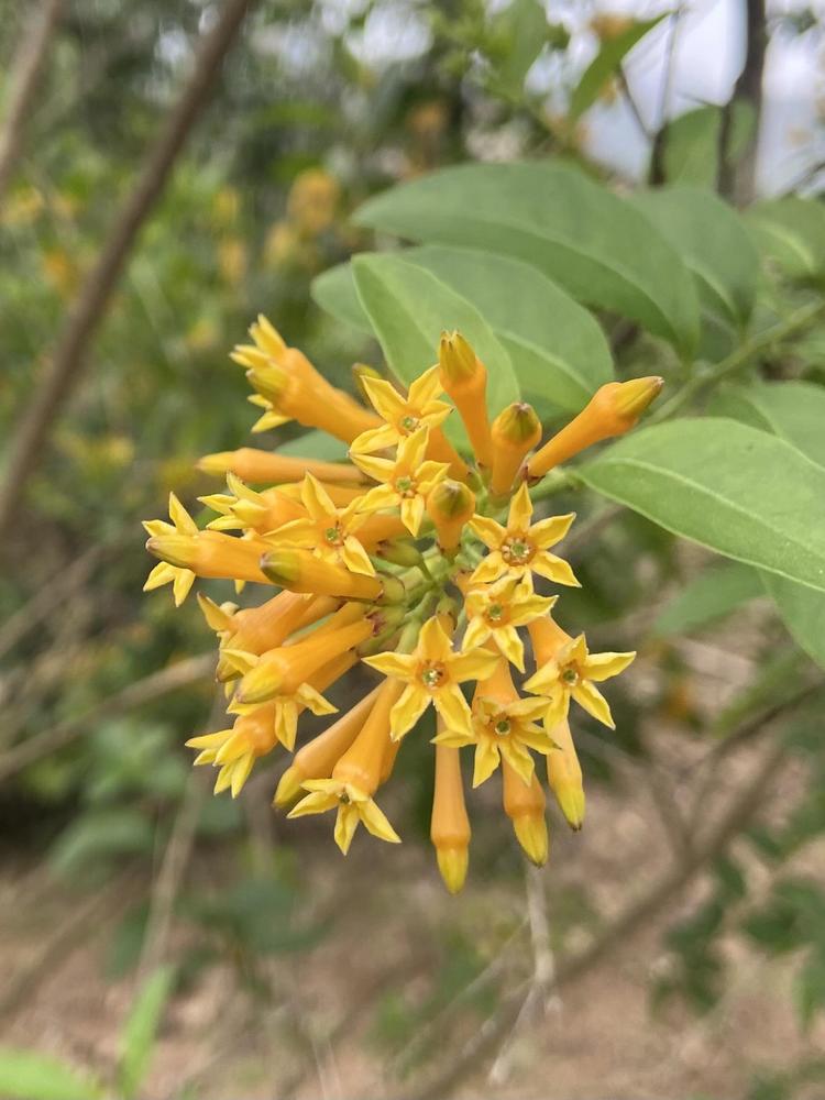 Photo of the bloom of Night Scented Jessamine (Cestrum 'Orange Peel ...