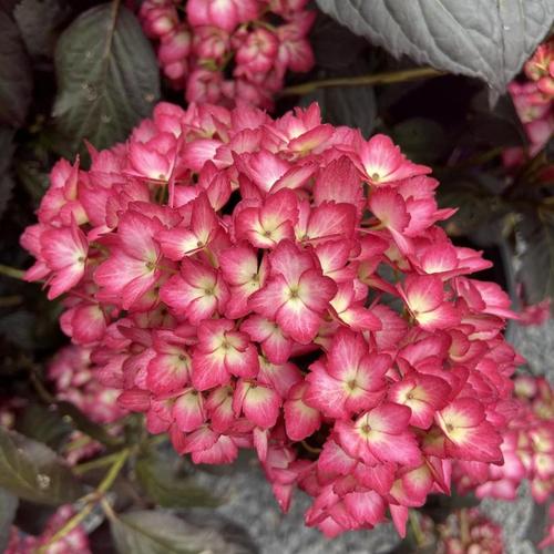 Hydrangea (Hydrangea macrophylla First Editions® Eclipse™) in the ...
