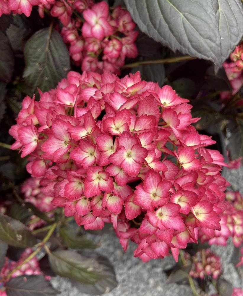 Hydrangea (Hydrangea macrophylla First Editions® Eclipse™) in the ...