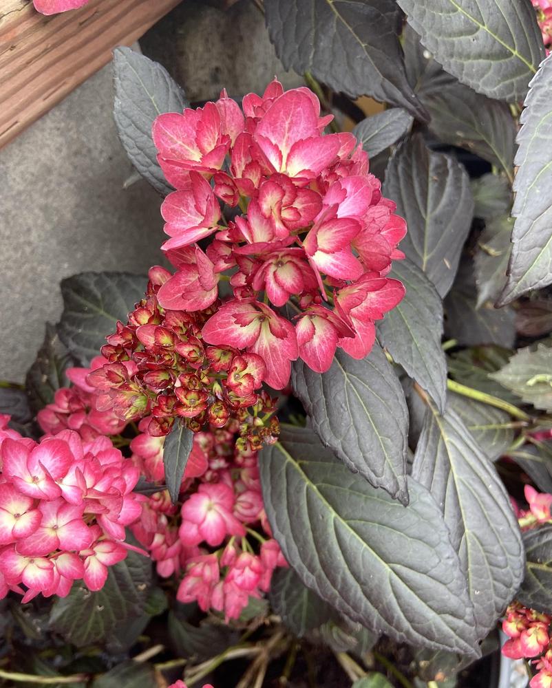 Photo of the entire plant of Hydrangea (Hydrangea macrophylla First ...