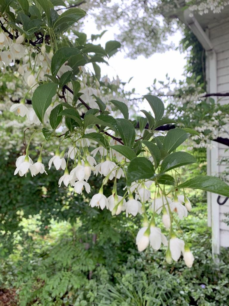 Photo of the bloom of Two-Wing Silverbell (Halesia diptera 'Magniflora ...