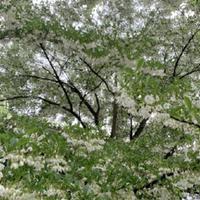 Photo of the bloom of Two-Wing Silverbell (Halesia diptera 'Magniflora ...
