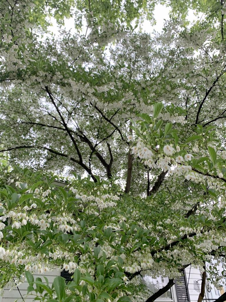 Photo of the bloom of Two-Wing Silverbell (Halesia diptera 'Magniflora ...
