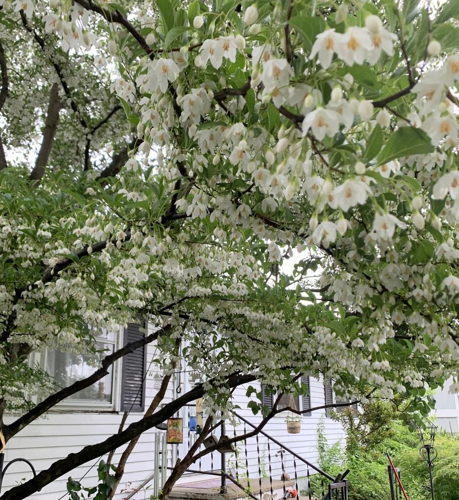 How beautiful! in Photo of Two-Wing Silverbell (Halesia diptera ...