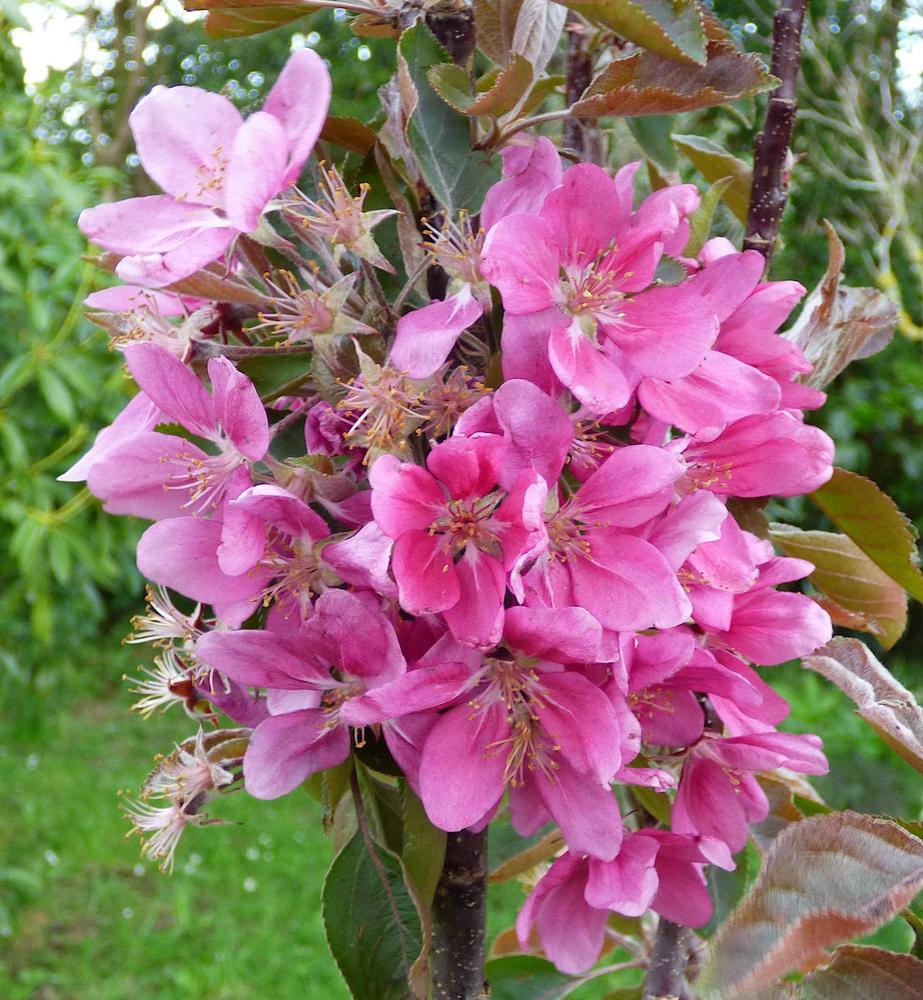 Photo of the bloom of Columnar Apple (Malus 'Maypole') posted by KGFerg ...