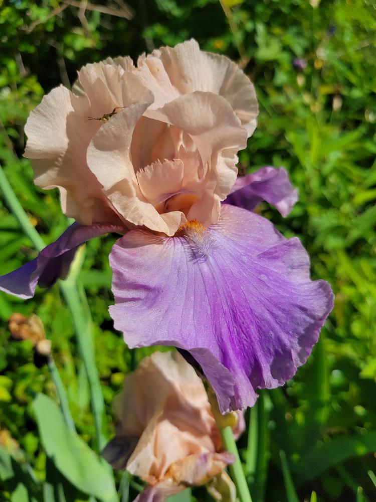 Photo of the bloom of Tall Bearded Iris (Iris 'Poem of Ecstasy') posted ...