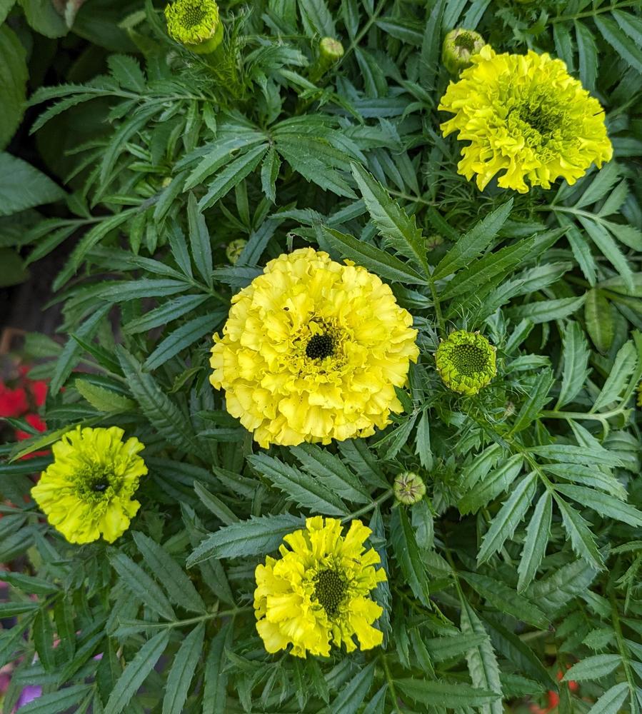 Photo of the bloom of African Marigold (Tagetes erecta 'Moonlight ...