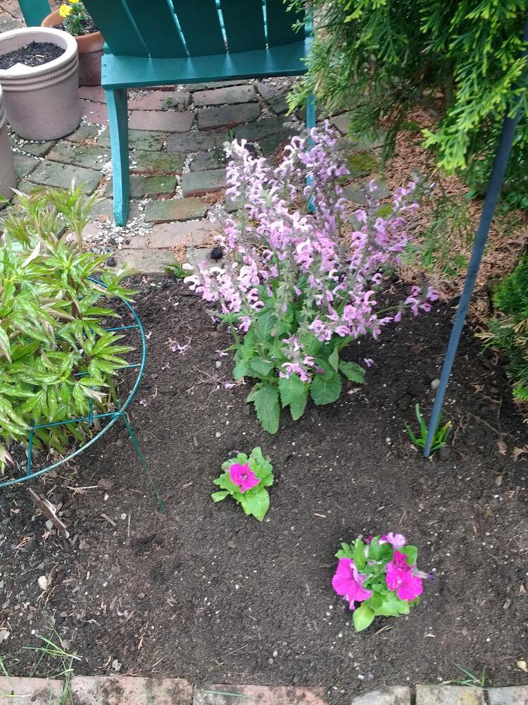 Meadow Sage (Salvia pratensis Fashionista™ Moulin Rouge) in the Salvias ...