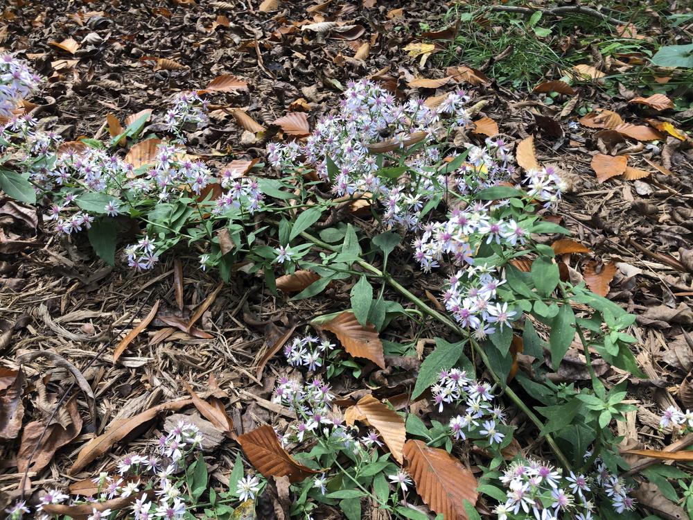Photo of the entire plant of Common Blue Wood Aster (Symphyotrichum ...