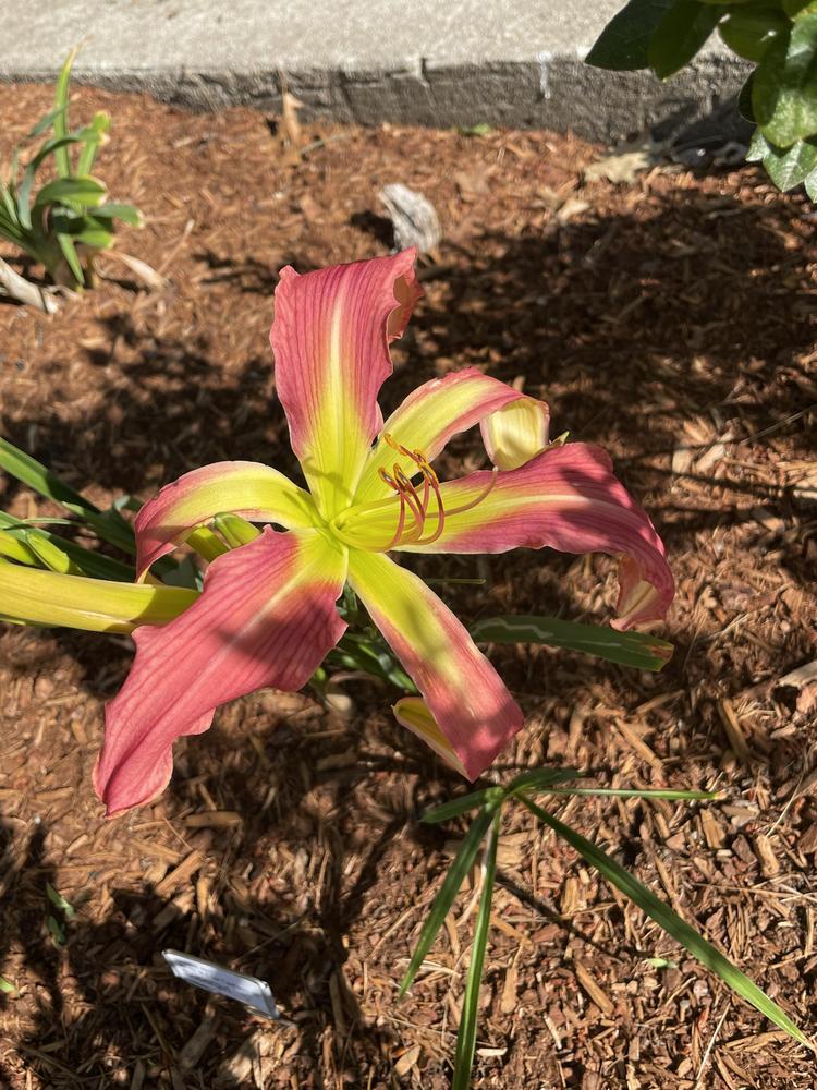 Daylily of the Day: Supergirl in the Plants of the Day forum - Garden.org