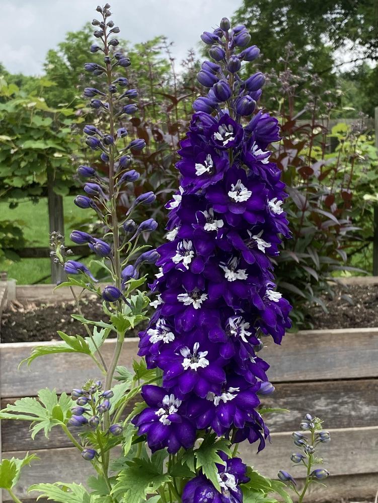 Photo of the bloom of Candle Delphinium (Delphinium elatum) posted by ...