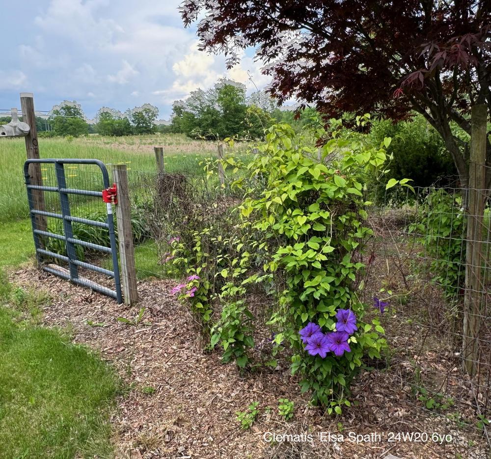 Photo of the entire plant of Clematis 'Elsa Spath' posted by ...