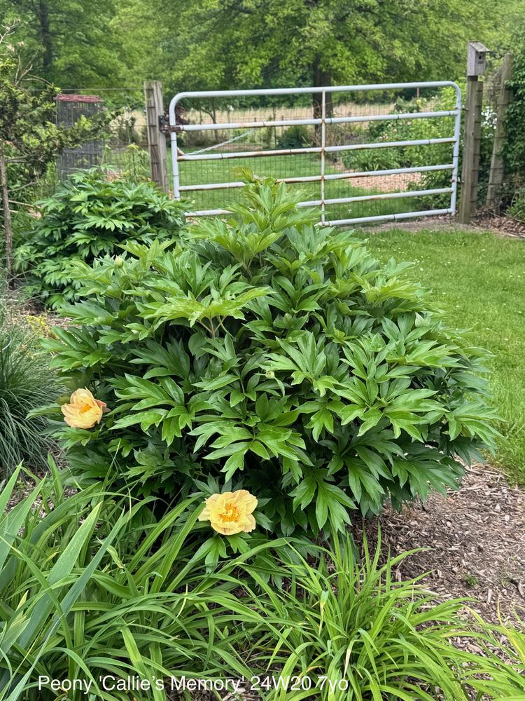 Photo of the entire plant of Itoh Peony (Paeonia 'Callie's Memory ...