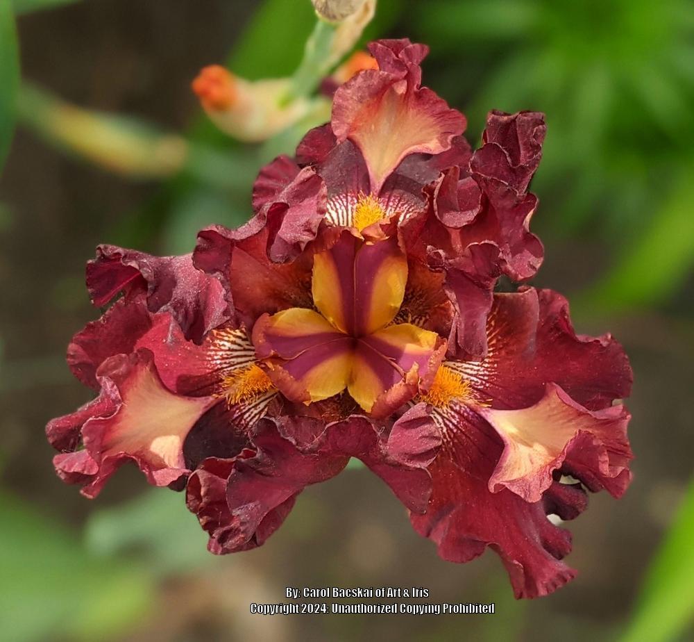 Photo of the bloom of Tall Bearded Iris (Iris 'Hi Fred Hi') posted by ...