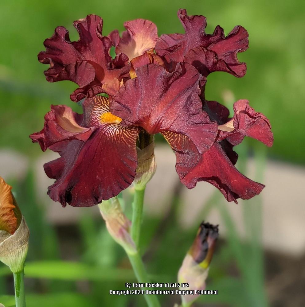 Tall Bearded Iris (Iris 'Hi Fred Hi') in the Irises Database - Garden.org