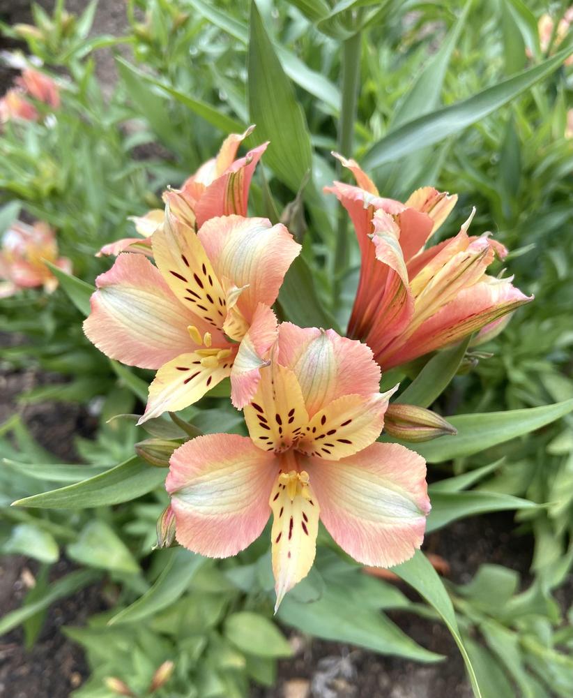 Photo of the bloom of Peruvian Lily (Alstroemeria Inca Ice™) posted by ...