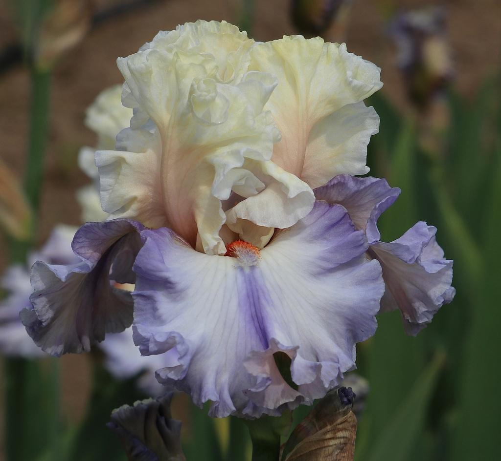 Photo of the bloom of Tall Bearded Iris (Iris 'You Pretty Thing') posted by Calif_Sue - Garden.org