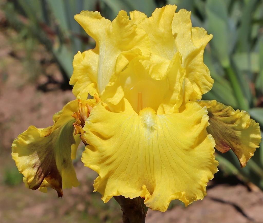 Photo of the bloom of Tall Bearded Iris (Iris 'Hidden Feature') posted ...