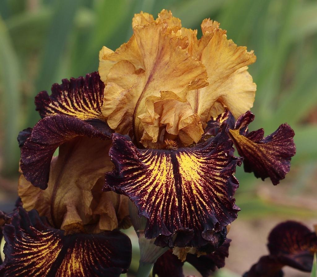 Tall Bearded Iris (Iris 'Totally Hot') in the Irises Database - Garden.org