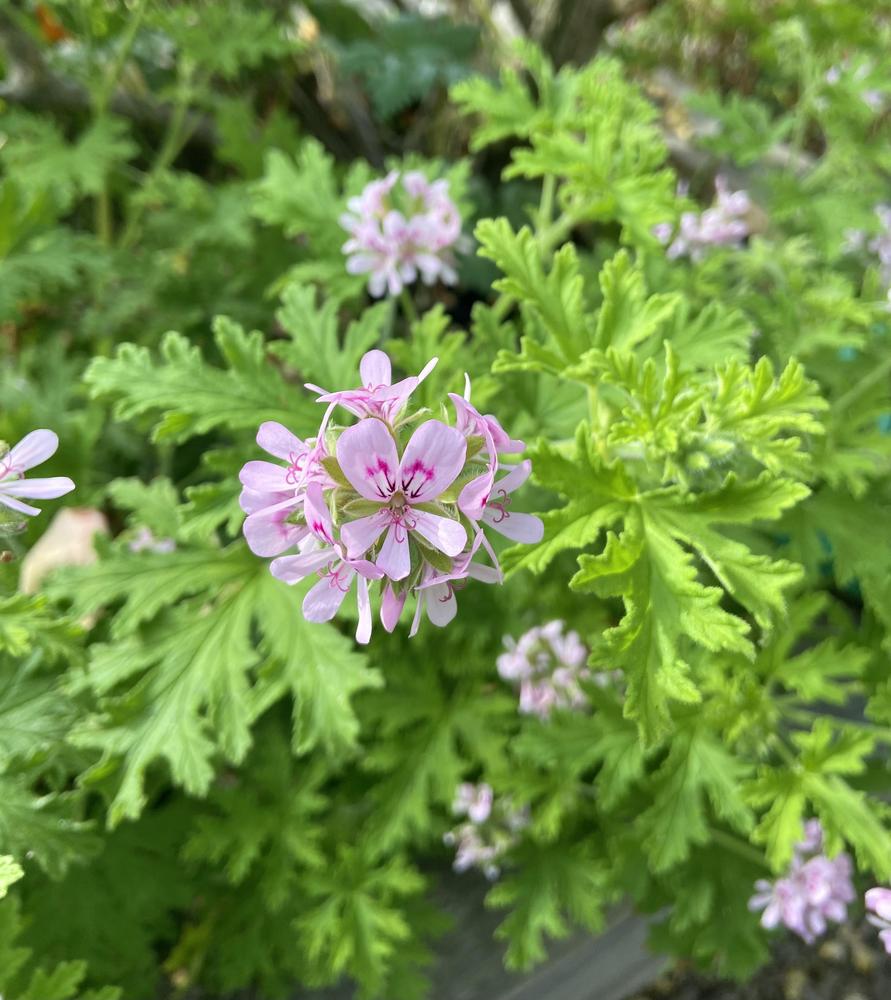 Photo of the bloom of Scented Geranium (Pelargonium citrosum 'Van ...