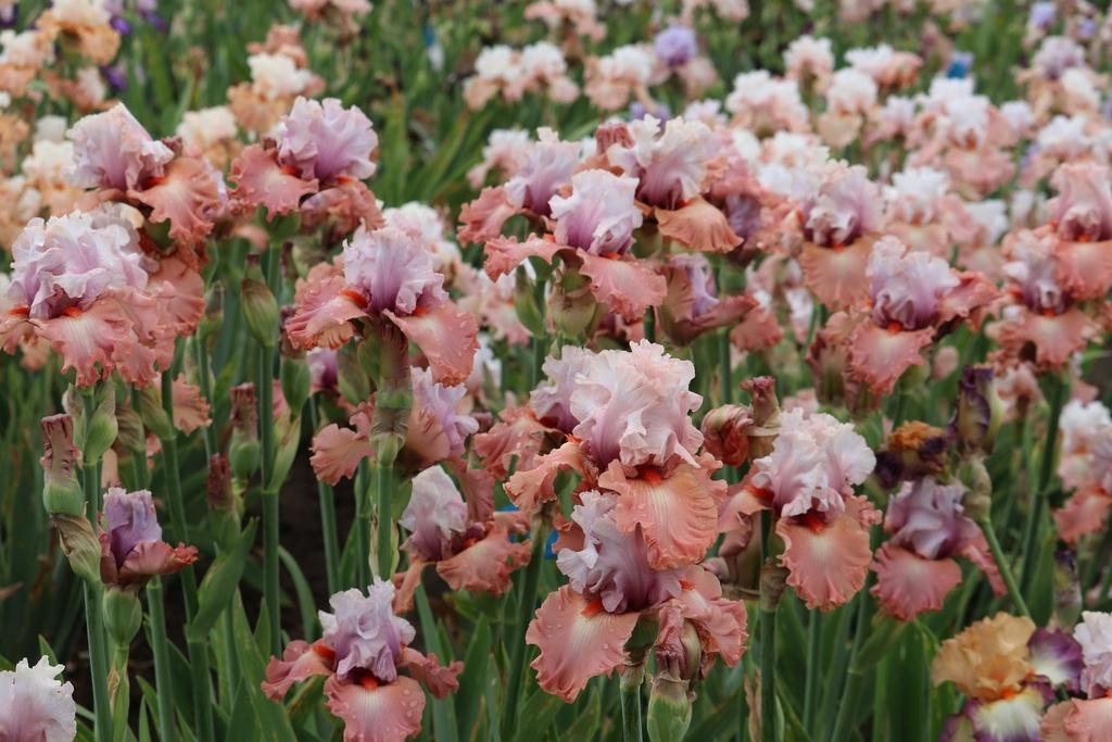 Photo of the entire plant of Tall Bearded Iris (Iris 'Pretty Rich') posted by Calif_Sue - Garden.org
