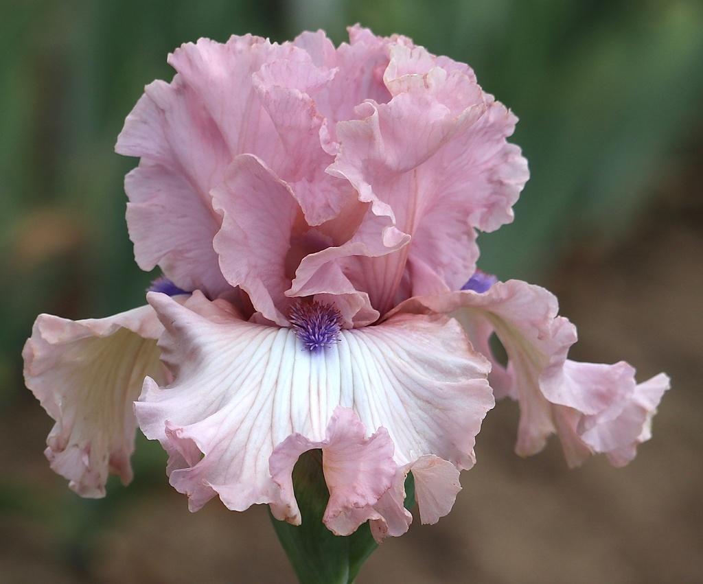 Photo of the bloom of Tall Bearded Iris (Iris 'Catch You Later') posted ...