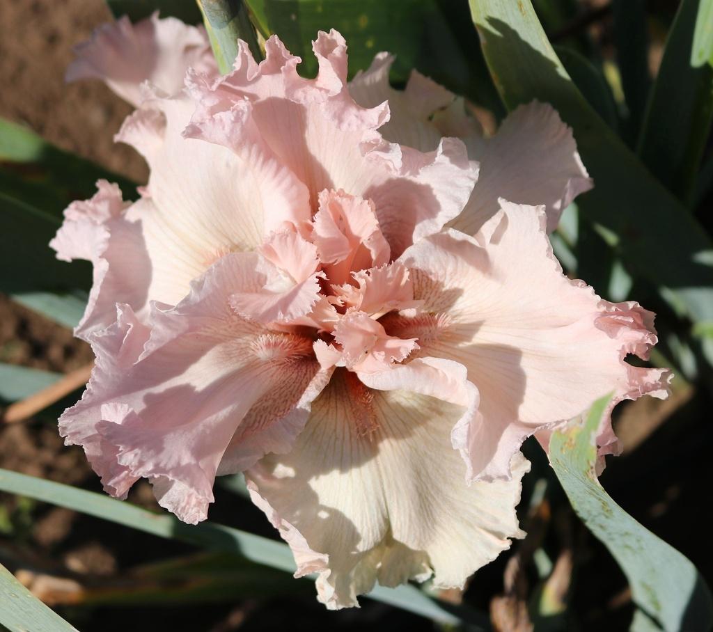 Tall Bearded Iris (Iris 'Final Bow') in the Irises Database - Garden.org