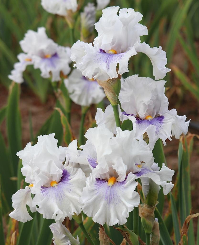 Photo of the bloom of Tall Bearded Iris (Iris 'Simple Magic') posted by ...