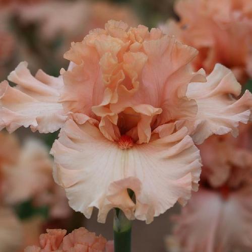 Tall Bearded Iris (Iris 'Whimsical Lady') in the Irises Database ...