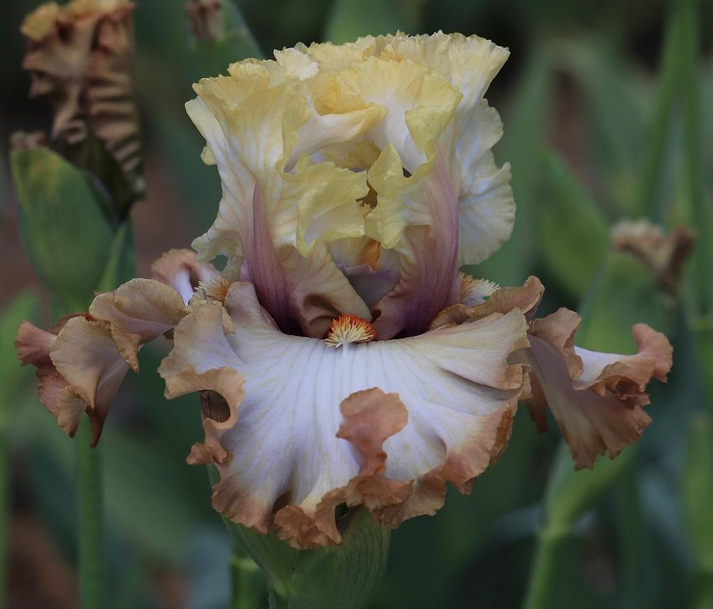 Photo of the bloom of Tall Bearded Iris (Iris 'Like a Dream') posted by ...