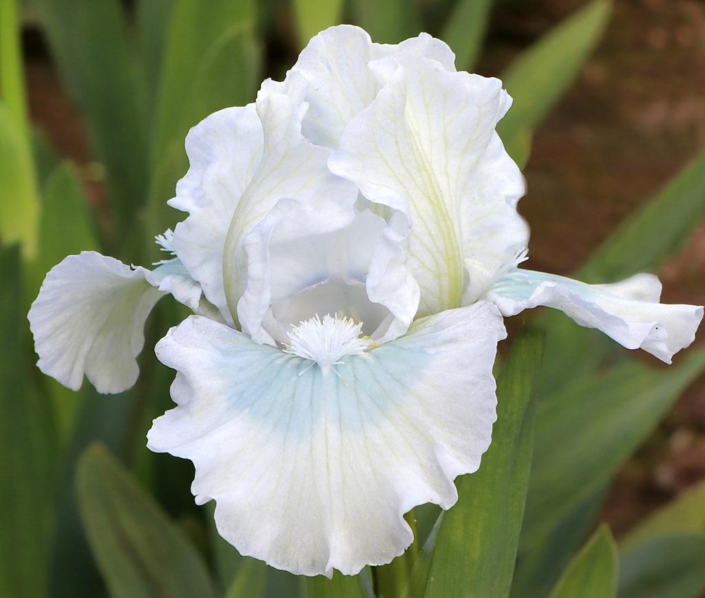Photo of the bloom of Standard Dwarf Bearded Iris (Iris 'Touch of ...