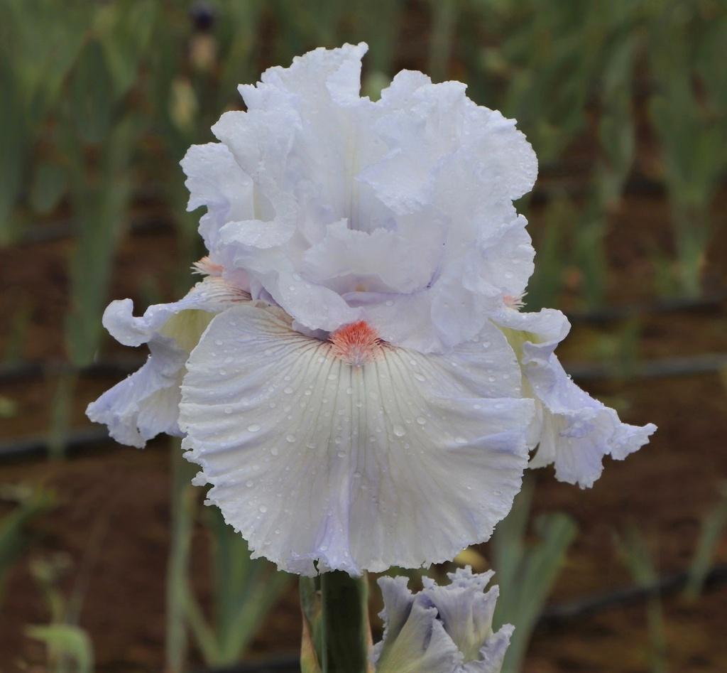 Photo of the bloom of Tall Bearded Iris (Iris 'She's Beautiful') posted ...