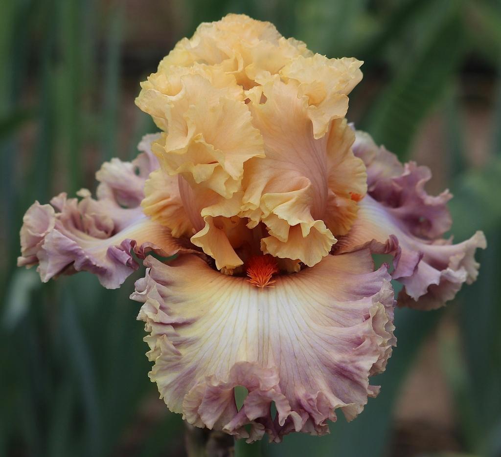 Photo of the bloom of Tall Bearded Iris (Iris 'Moment of Reflection') posted by Calif_Sue ...