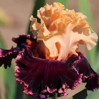 Photo of the bloom of Tall Bearded Iris (Iris 'Leading Role') posted by ...