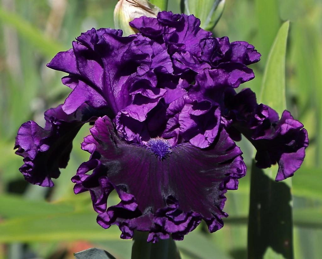 Photo of the bloom of Tall Bearded Iris (Iris 'Night After Night ...