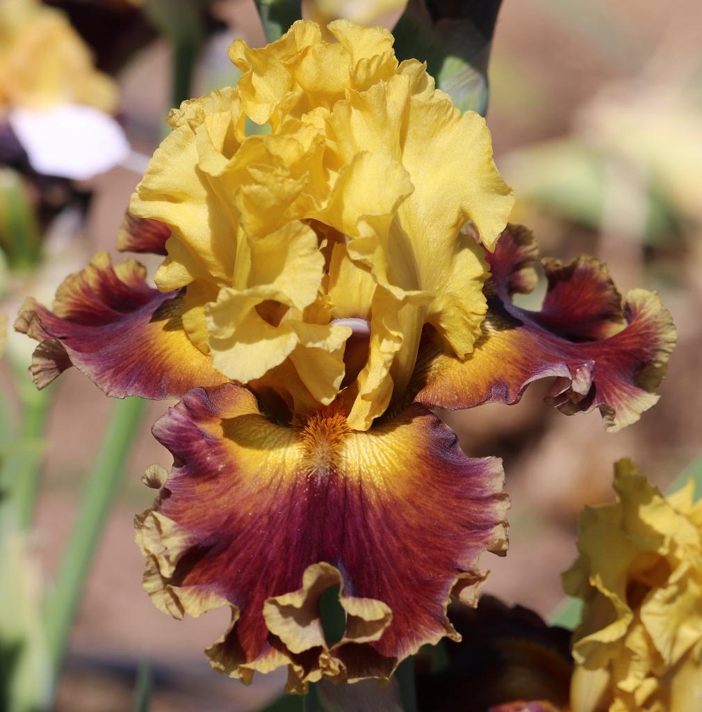 Photo of the bloom of Tall Bearded Iris (Iris 'One Way Or Another ...
