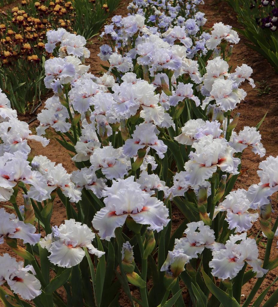 Photo of the entire plant of Tall Bearded Iris (Iris 'She's Beautiful ...