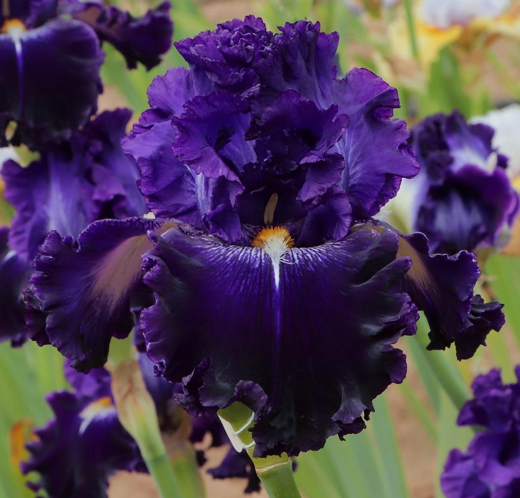 Tall Bearded Iris (Iris 'Starry Starry Night') in the Irises Database - Garden.org