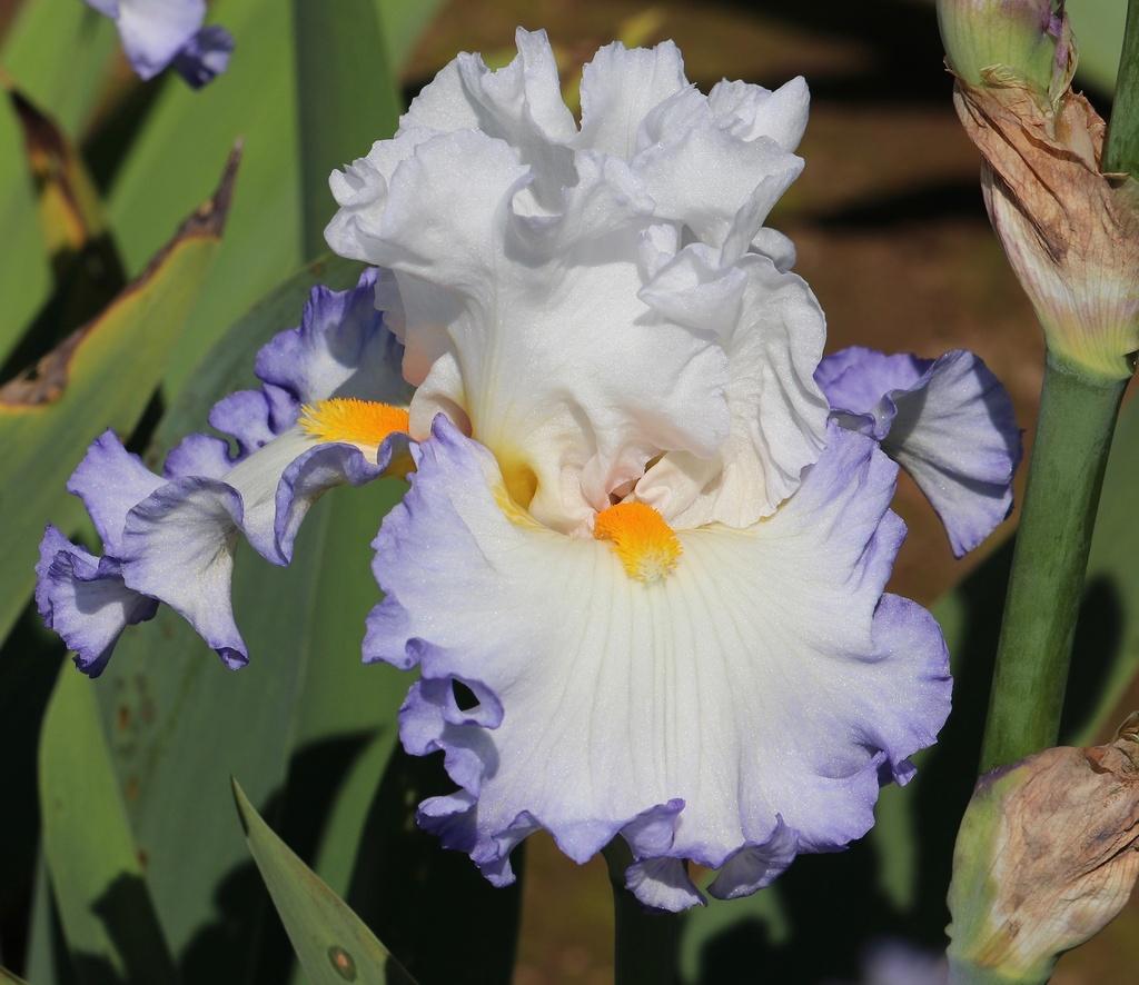 Photo of the bloom of Tall Bearded Iris (Iris 'Super Sized') posted by ...