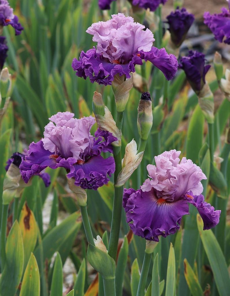 Photo of the bloom of Tall Bearded Iris (Iris 'Word for Word') posted ...