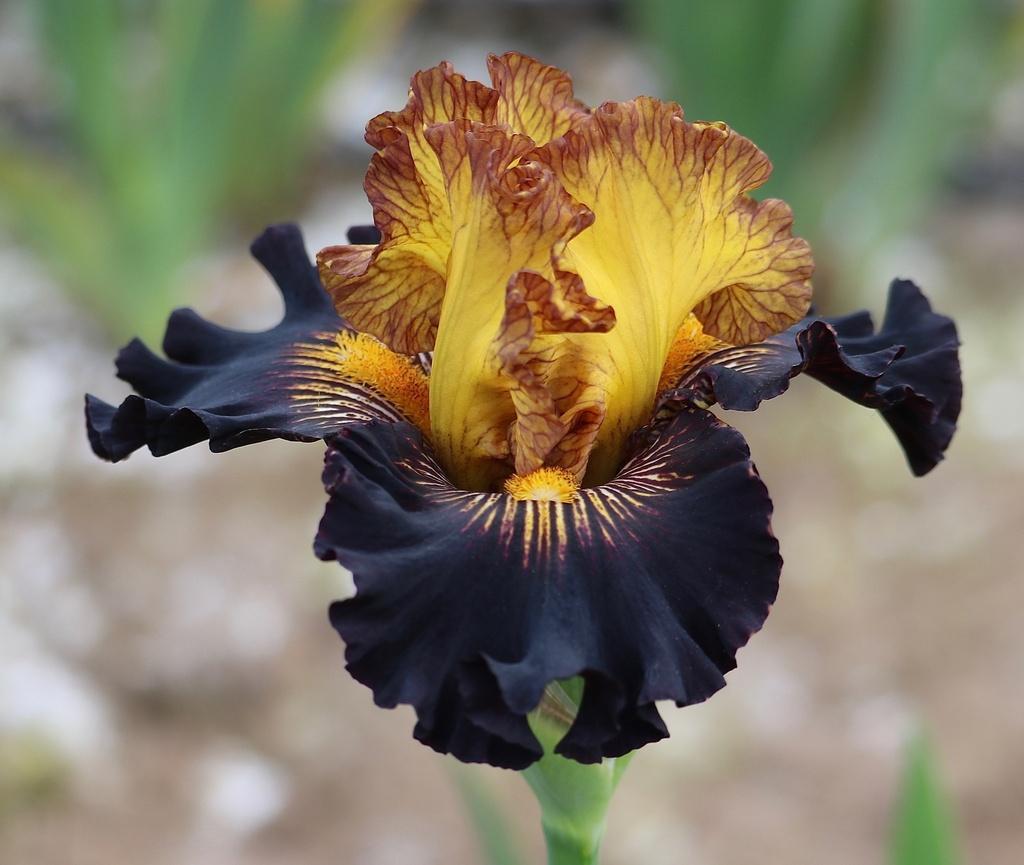 Photo of the bloom of Tall Bearded Iris (Iris 'War of Words') posted by Calif_Sue - Garden.org
