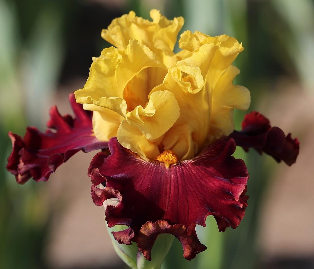 Photo of the bloom of Tall Bearded Iris (Iris 'So Hot') posted by Calif ...